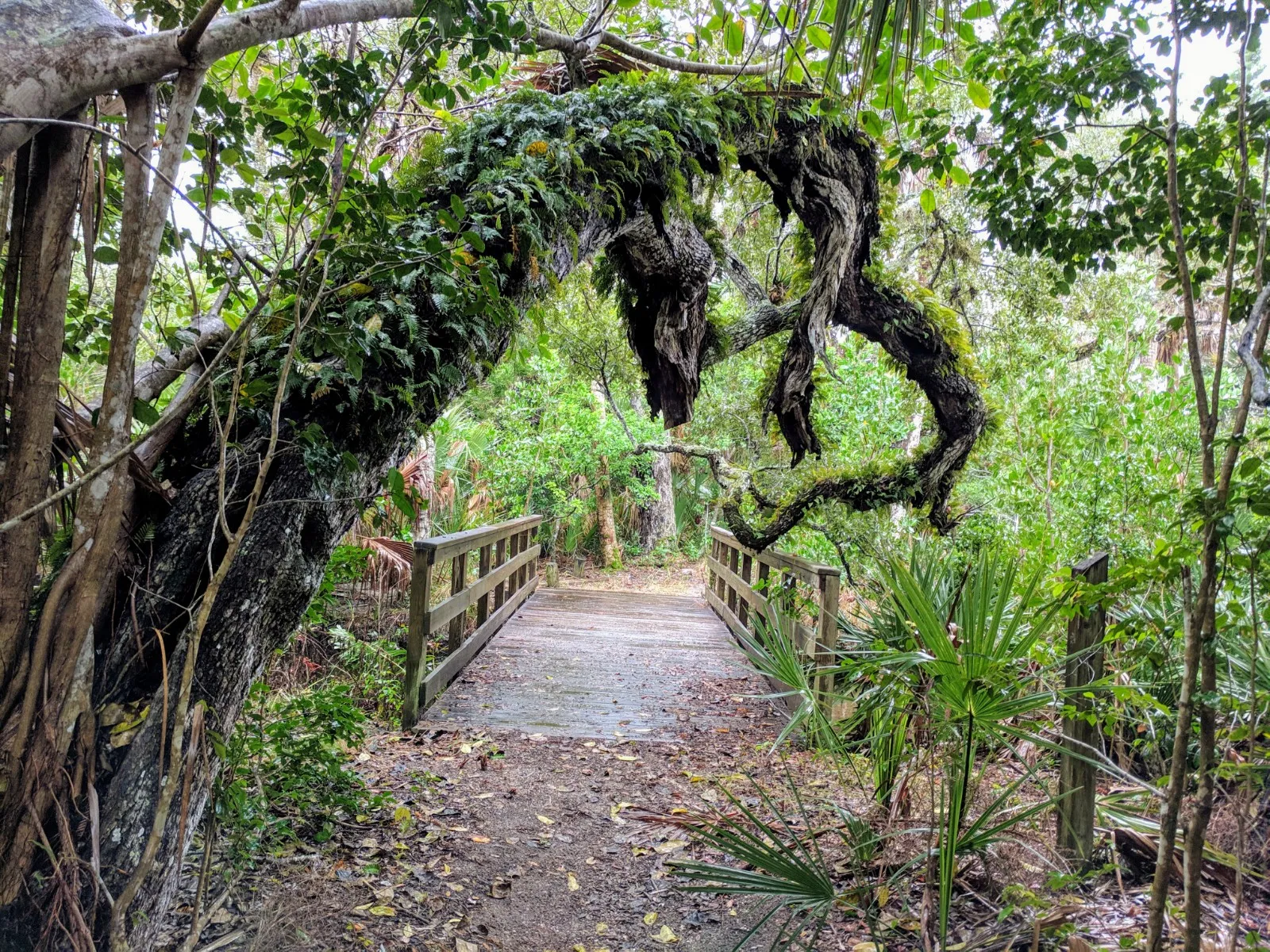 Top Hiking Trails In Cocoa Beach, FL: A Nature Lover's Guide To The ...